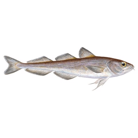 Boreogadus Saida