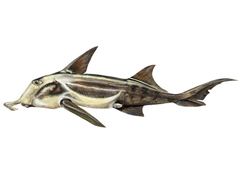 Callorhinchus callorynchus