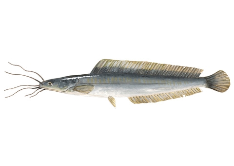 clarias macrocephalus