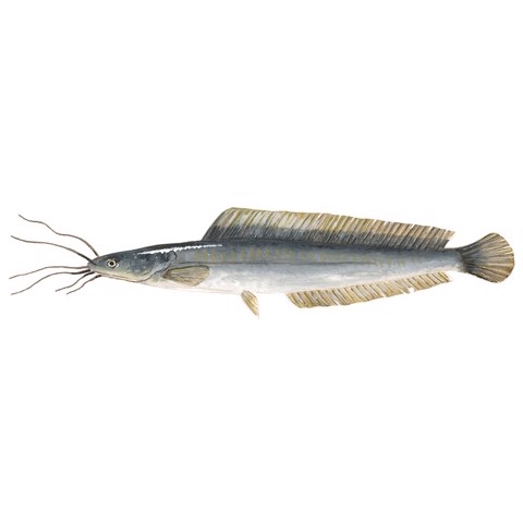 clarias macrocephalus