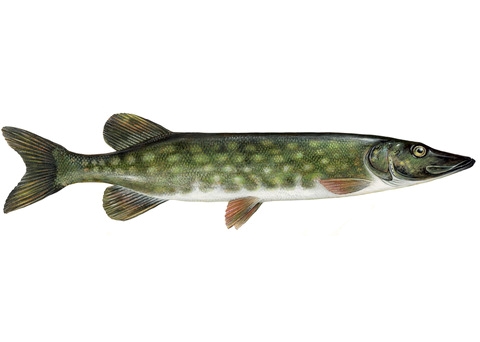 esox lucius 2