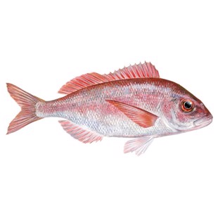 Nature Posters and Illustrations | Worldwide Delivery