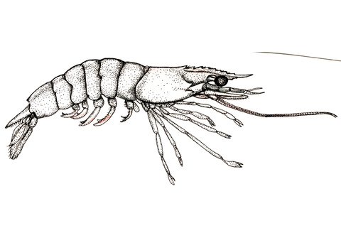 Penaeus occidentalis 2