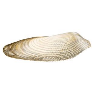 Nature Posters and Illustrations | Worldwide Delivery