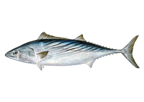 Sarda sarda 1