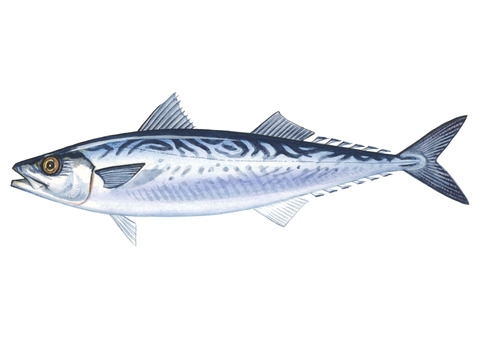 Scomber japonicus 2