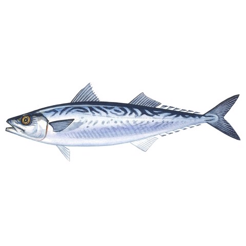 Scomber japonicus 2