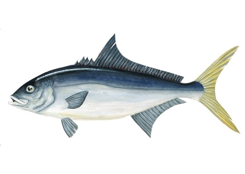 Seriola quinqueradiata 1