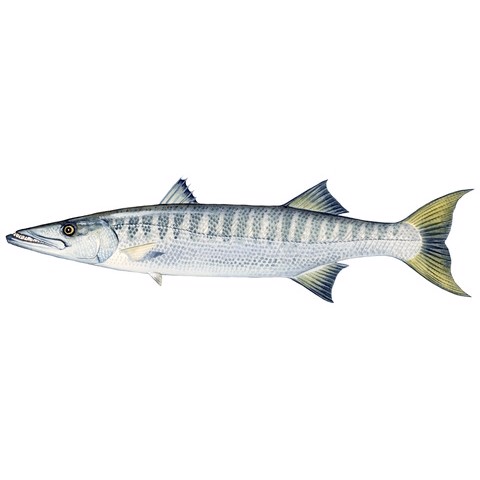 Sphyraena barracud 2