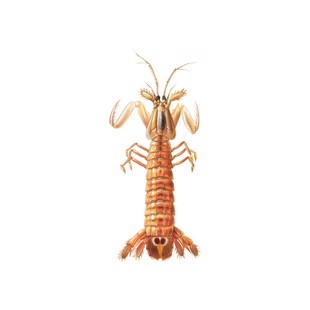 Nature Posters and Illustrations | Worldwide Delivery