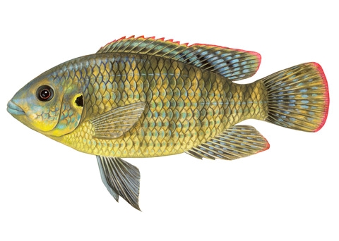 Tilapia sparrmanii