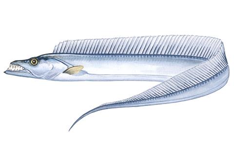 Trichiurus lepturus 2