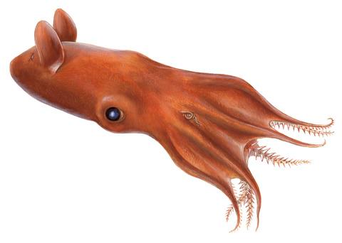 Vampyroteuthis infernalis
