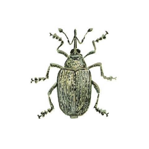 Ceutorhynchus quadridens