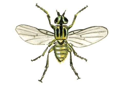 Chlorops pumilionis