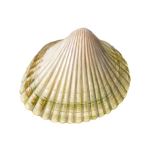 Cerastoderma lamarcki