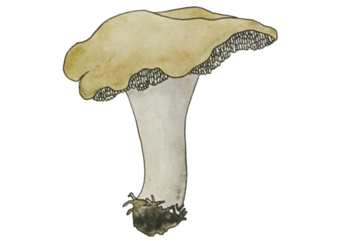 Hydnum repandum