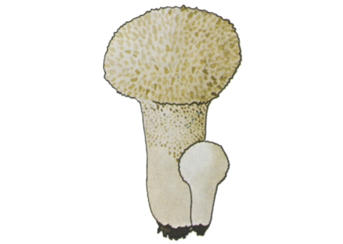 Lycoperdon perlatum